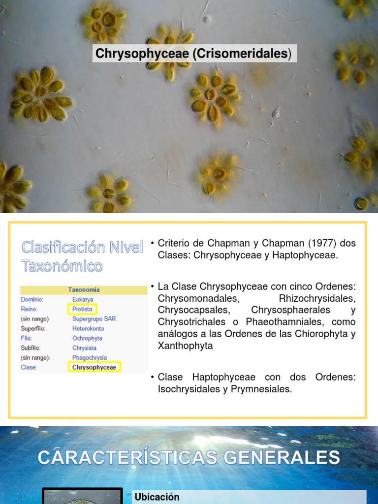 Synura: Algas Doradas y sus Características | PDF | Organismos | Biología
