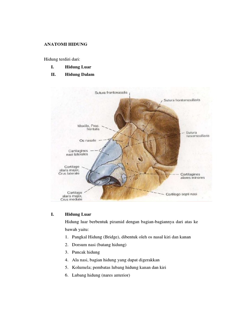 Anatomi Hidung | PDF