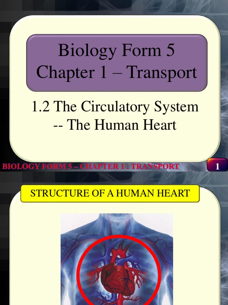 Biology Form 5 Chapter 1 - Transport: 1.2 The Circulatory System - The ...