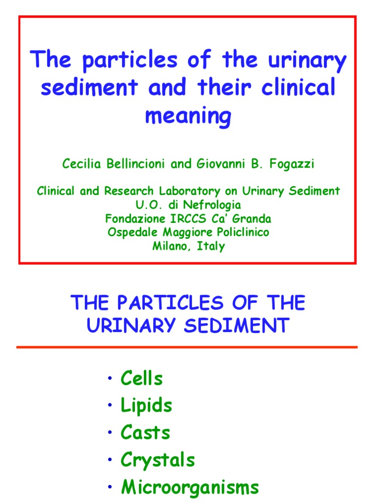 Urine Sediment Particles PDF | PDF | White Blood Cell | Medical Specialties