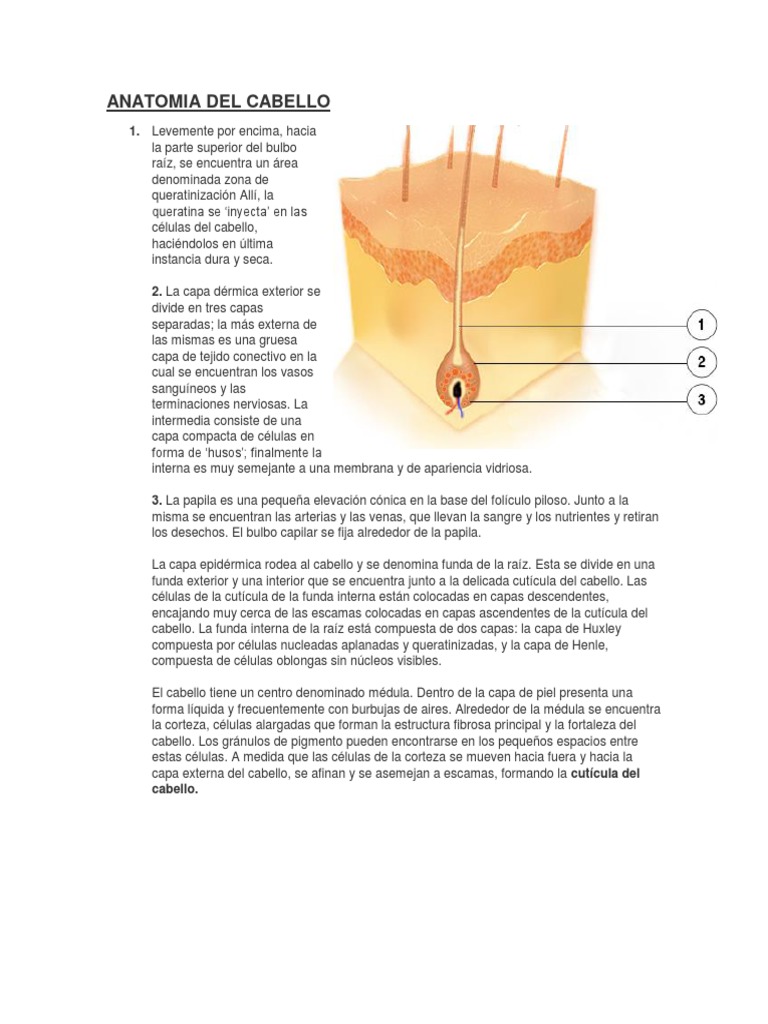 Anatomia Del Cabello | PDF | Pelo | Especialidades Medicas