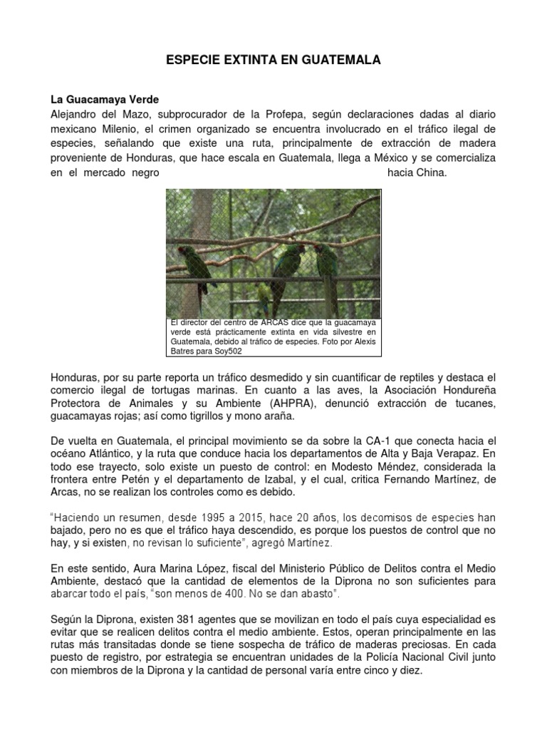 El Extinto Pato Poc | PDF | Organismos | Conservación