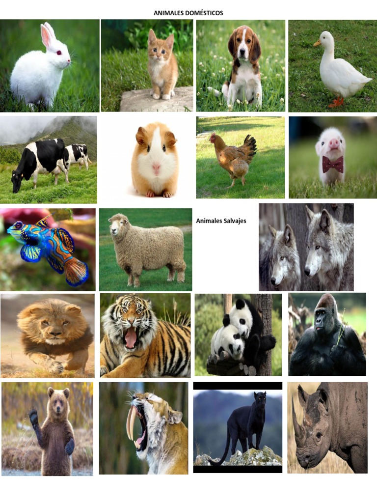 animales domesticos, salvajes y acuaticos.docx