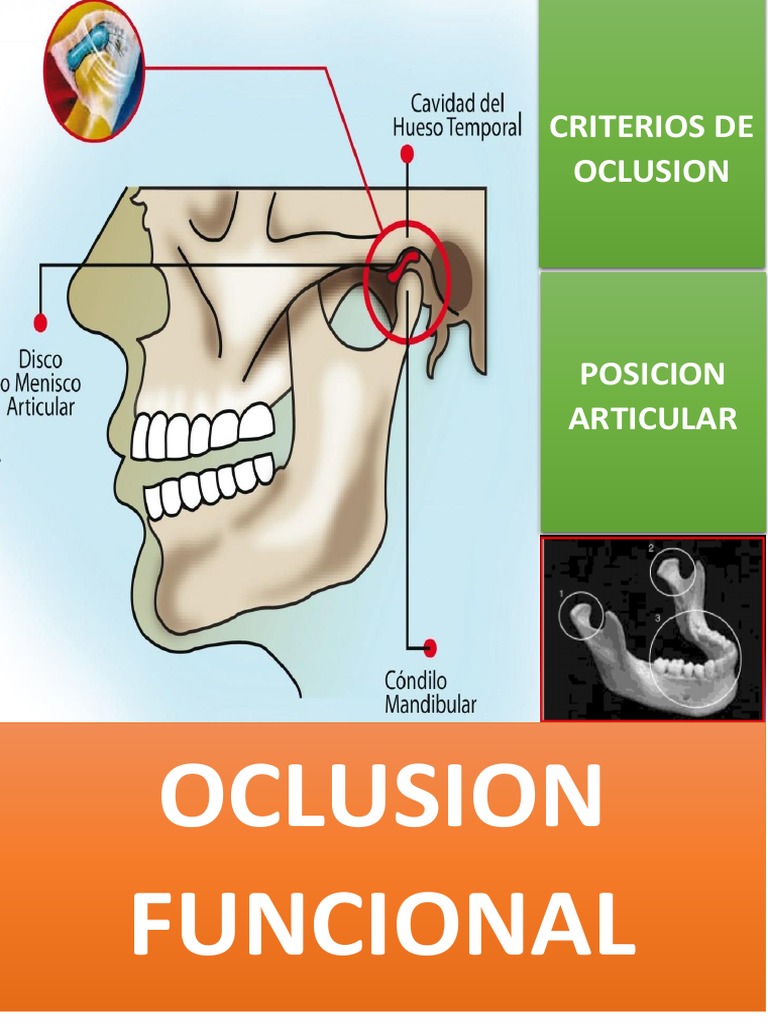 oclusion funcional-informe.docx | Odontología | Anatomia animal