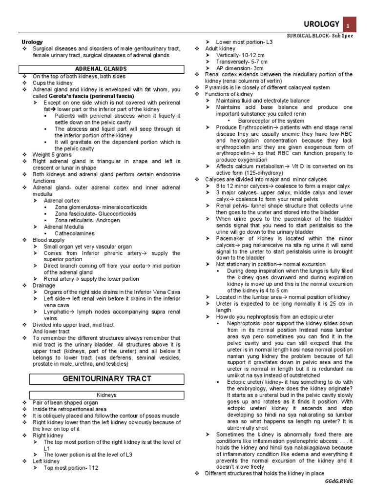Urology | PDF | Kidney | Urinary Bladder