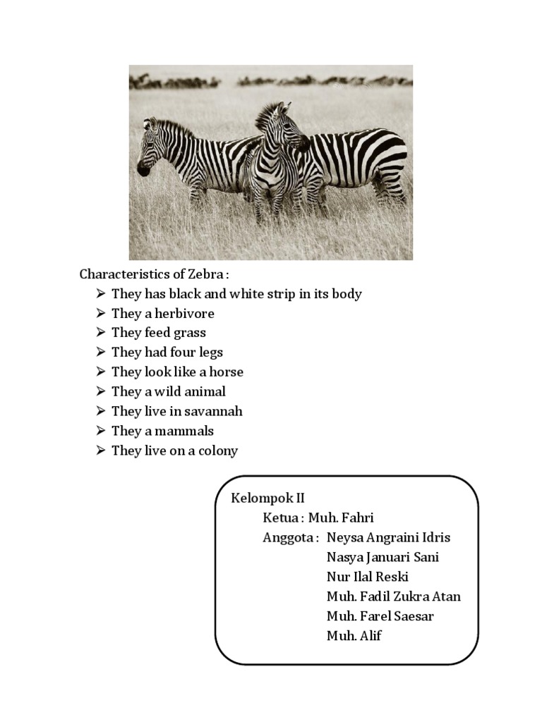 Characteristics of Zebra | PDF | Equus | Equidae