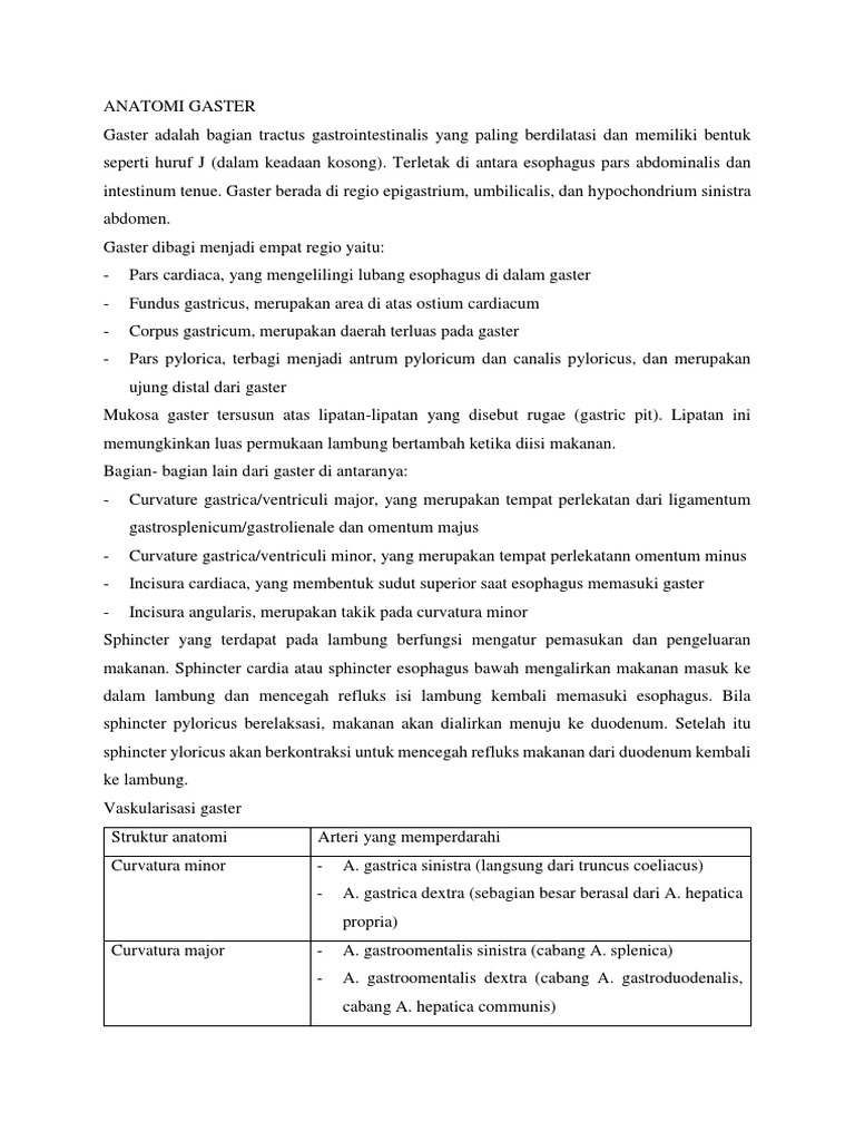 Anatomi Gaster | PDF