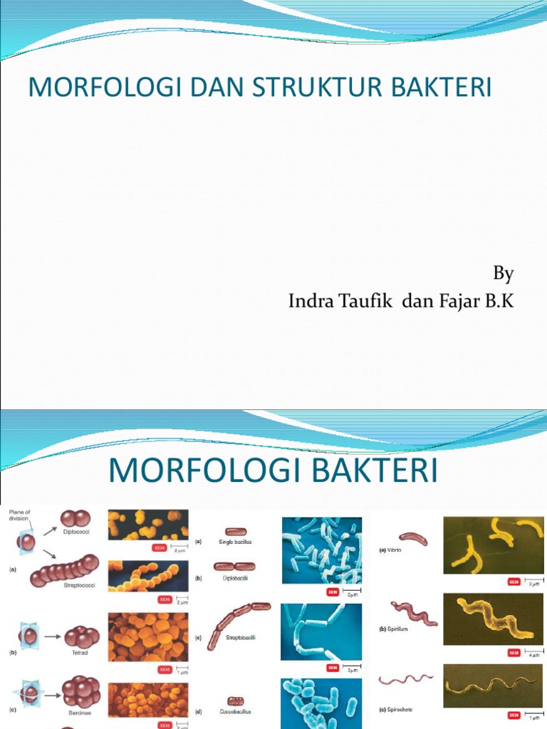 Struktur & Morfologi Bakteri | PDF