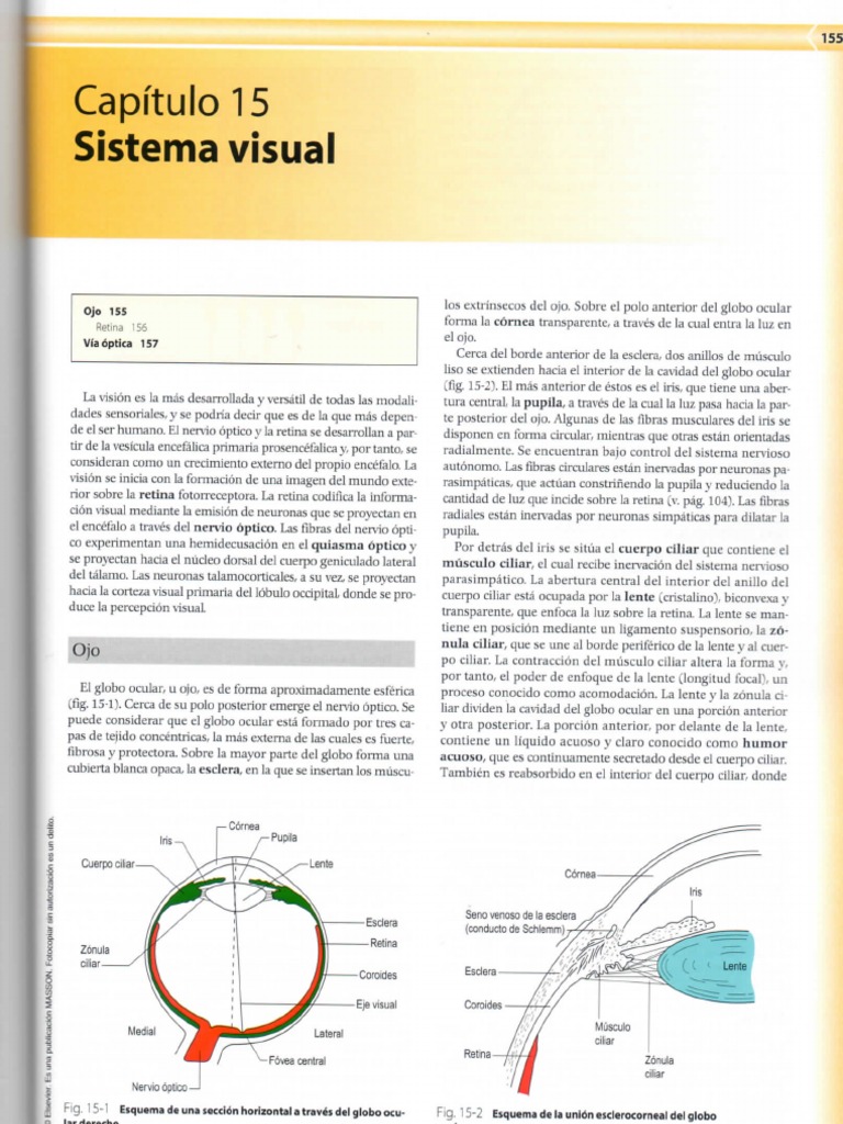 Esquema de la Vía Visual y Neuroanatomía | PDF | Ciencias sociales ...