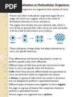 Cell Specialization and Organ Systems | PDF | Tissue (Biology) | Cell ...