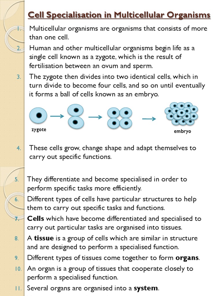 2.2.2 Cell Specialisation in Multicellular Organisms | Epithelium ...