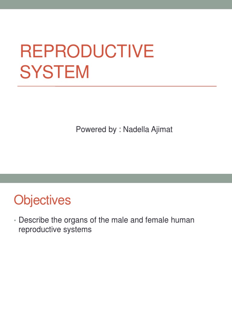 Human Reproductive System Overview | PDF | Labia | Ovary