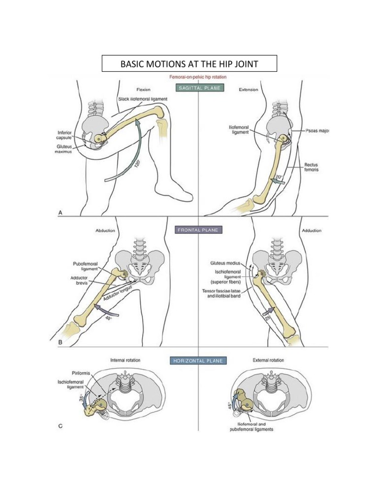 Basic Hip Motions | PDF