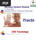 Pons Anatomy - Medicosis Perfectionalis Notes | PDF | Brainstem ...