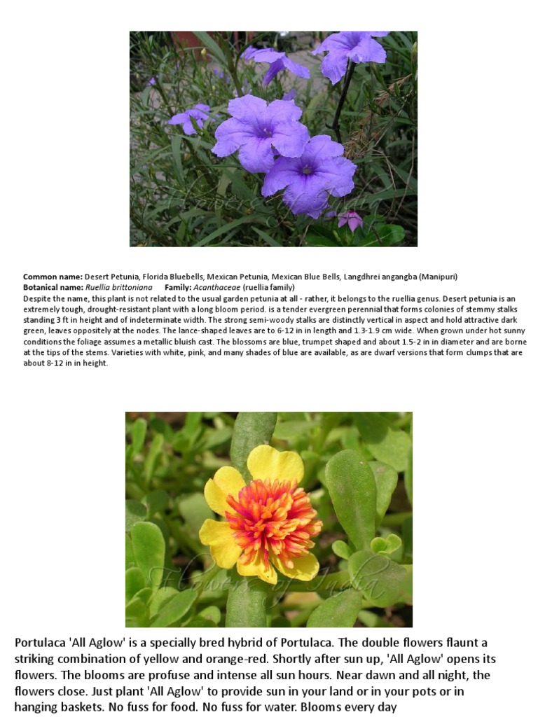 Flowers | PDF