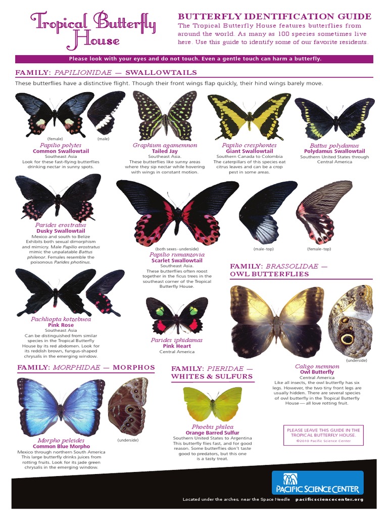 Butterfly Identification Chart Pictures Butterfly Identification Guide