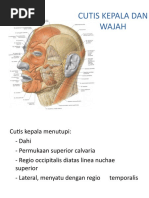 Pembagian Regio Wajah dalam Anatomi | PDF