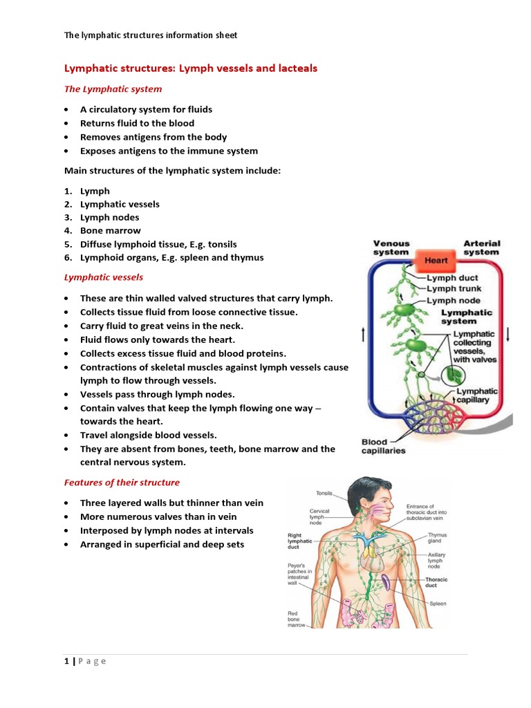 Lymphatic Structures: Lymph Vessels and Lacteals | PDF | Lymphatic ...