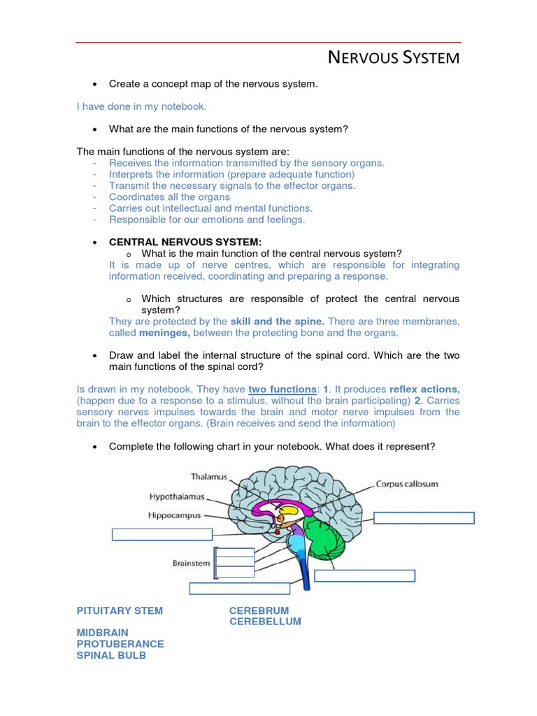 Nervous System III | PDF | Central Nervous System | Cerebrum