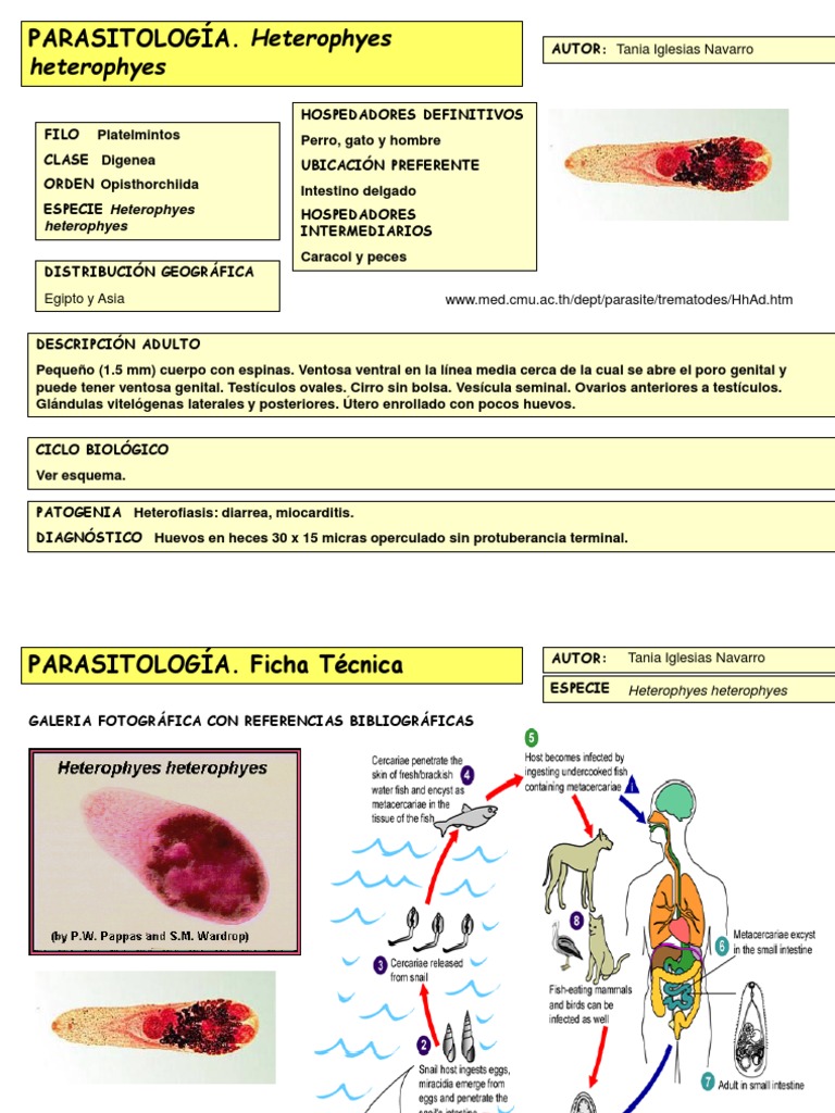 Heterophyes heterophyes: Parasitología y Ciclo | PDF | Ciencias sociales