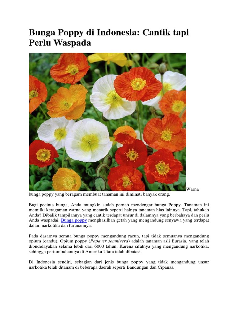 Bunga Poppy Di Indonesia | PDF