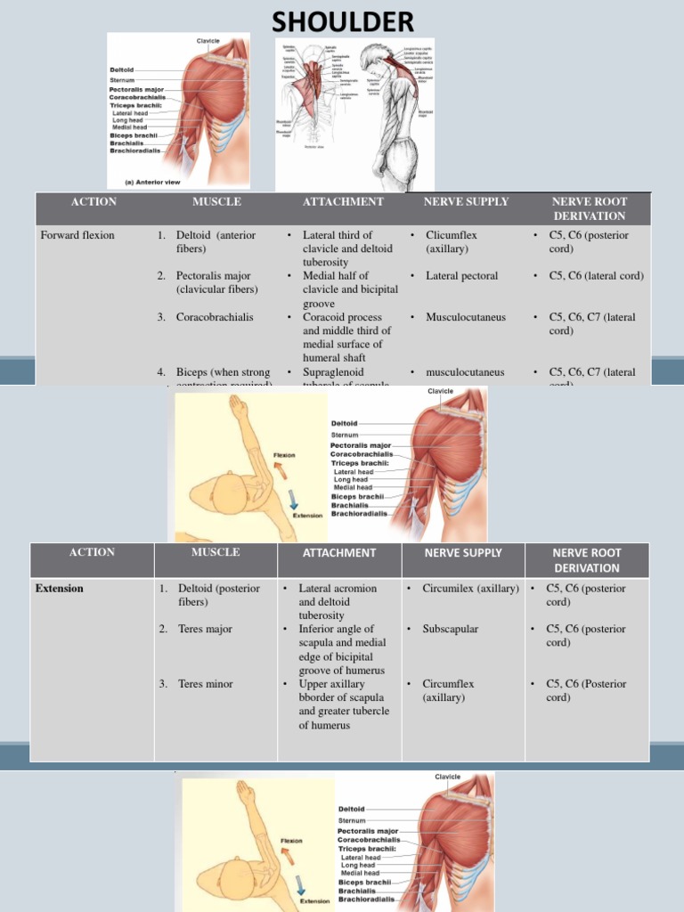 Shoulder Muscle Actions | PDF | Shoulder | Skeletal System