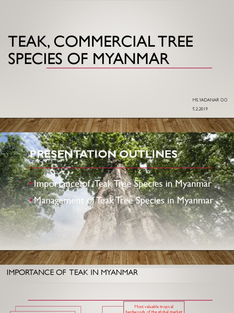 Teak Tree Management in Myanmar | PDF | Forestry | Trees