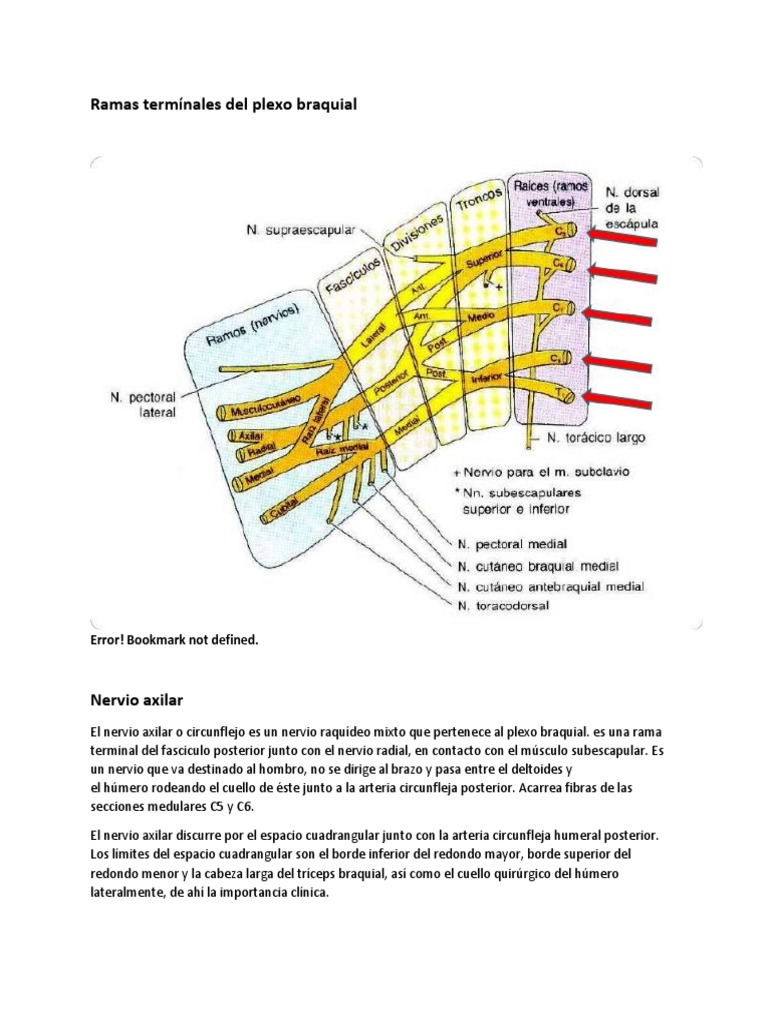 Nervios del plexo braquial: axilar, musculocutáneo, ulnar, radial y ...