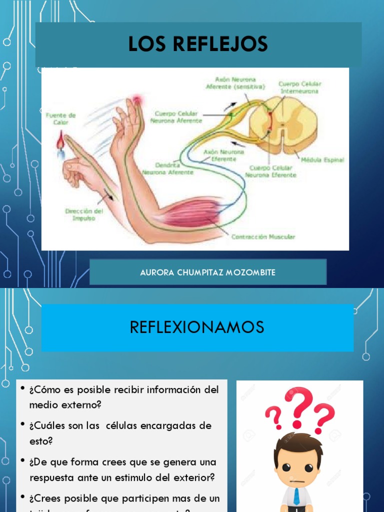 Los Reflejos | PDF | Neurona | Neurofisiología