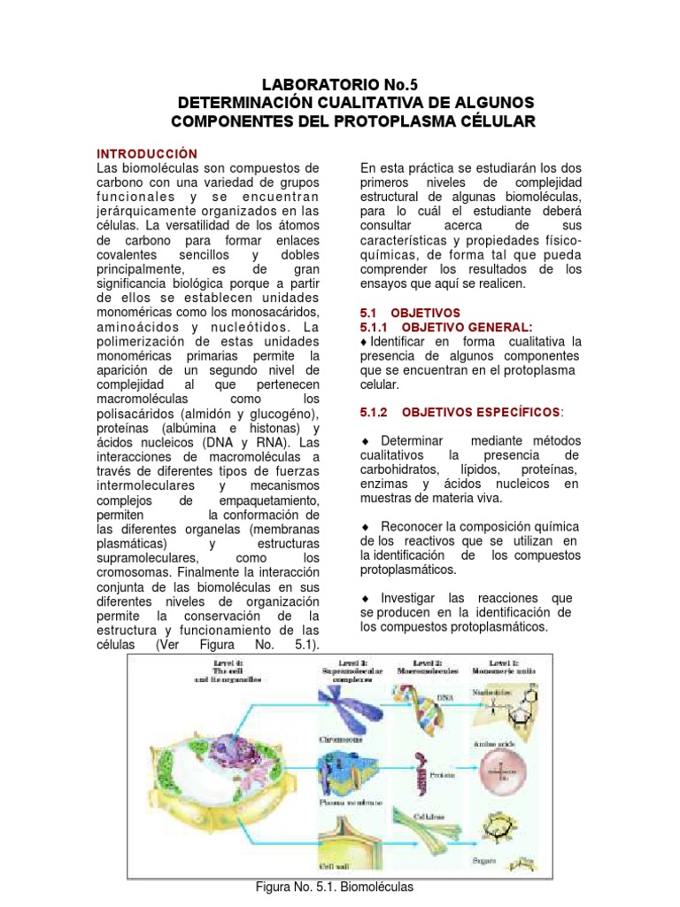 Componentes del Protoplasma Celular | PDF | Macromoléculas | Biomoléculas