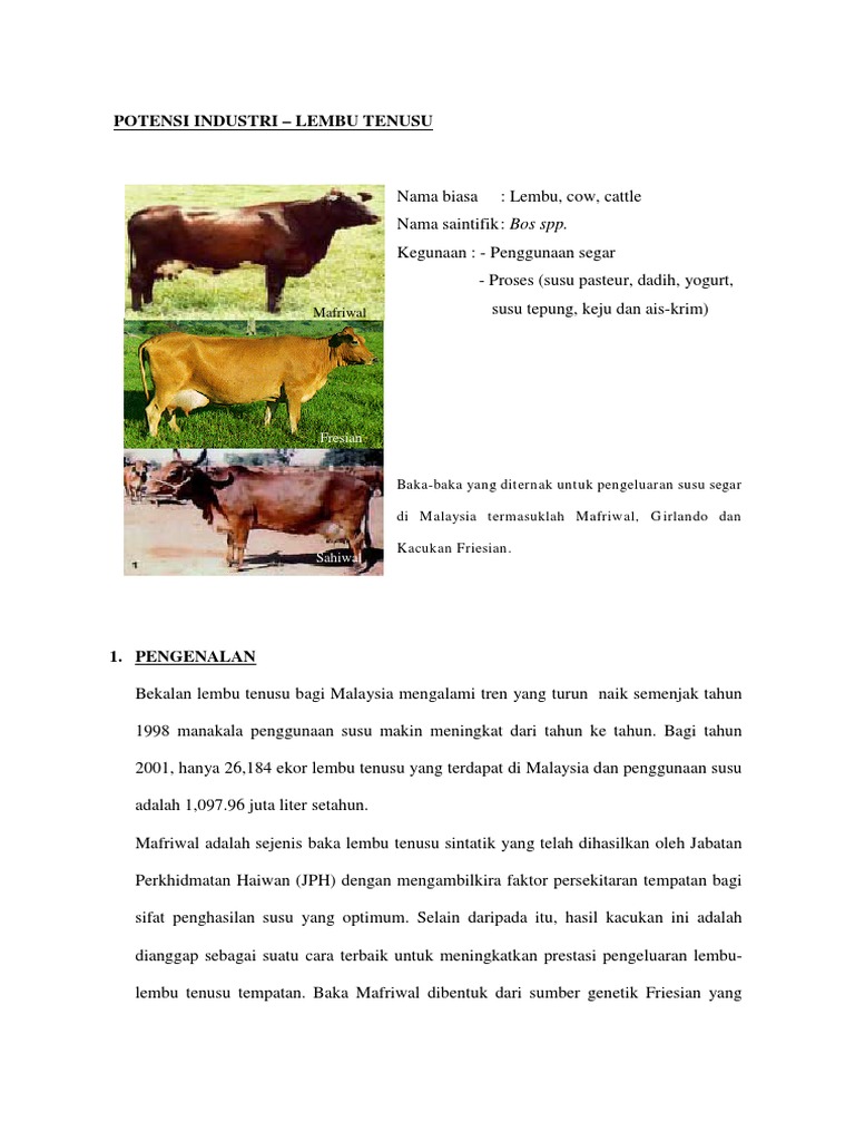 Projek Lembu Tenusu PDF | PDF