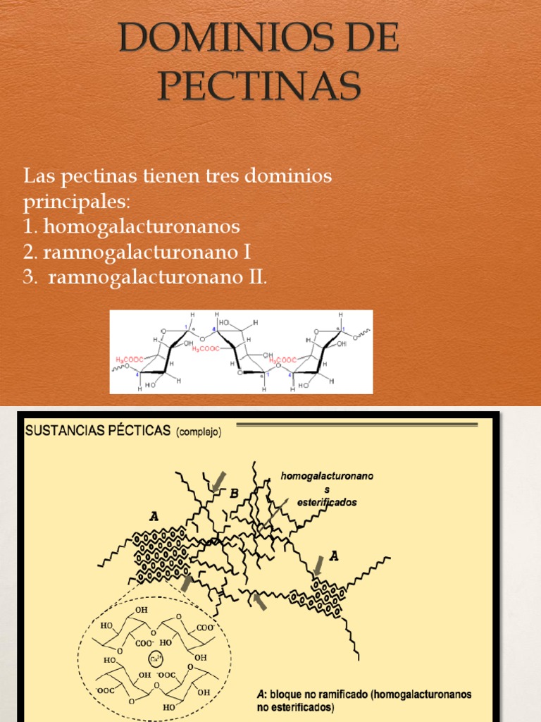Estructura de la pectina y sus dominios | PDF