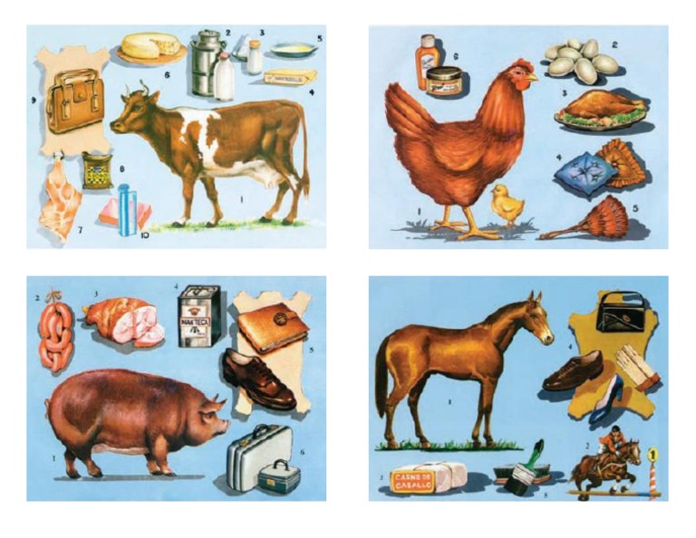 Derivados de Vaca, Gallina, Cerdo y Caballo | PDF