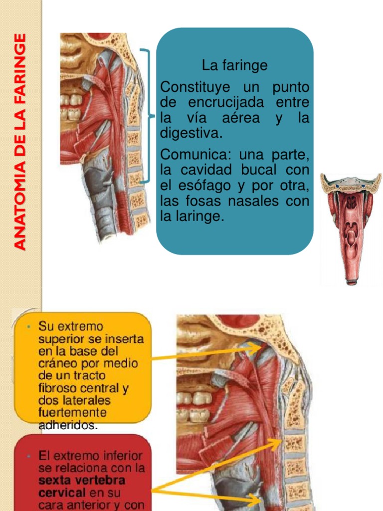Anatomia de La Faringe | PDF | Anatomía humana | Anatomía