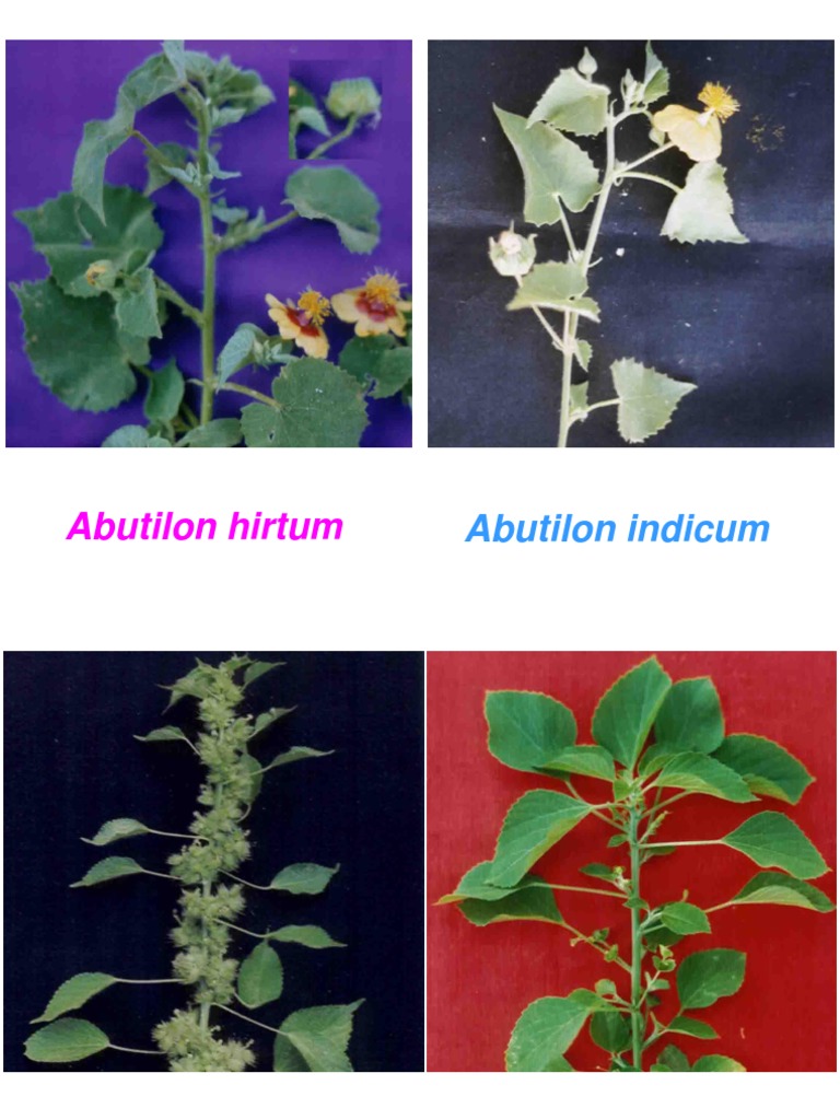 BLW Weed | PDF | Plants | Horticulture And Gardening