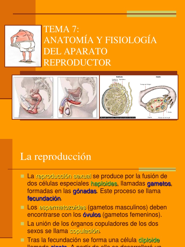 Aparato Reproductor Masculino y Femenino | PDF | Útero | Ciclo menstrual