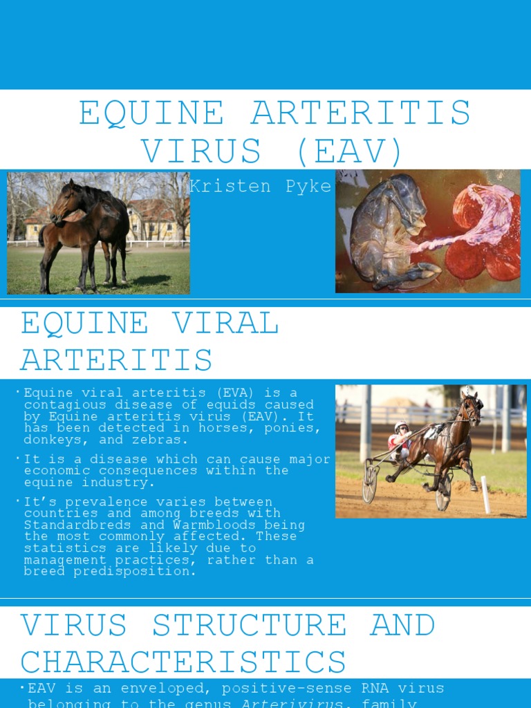 Equine Viral Arteritis | PDF | Virus | Vaccination