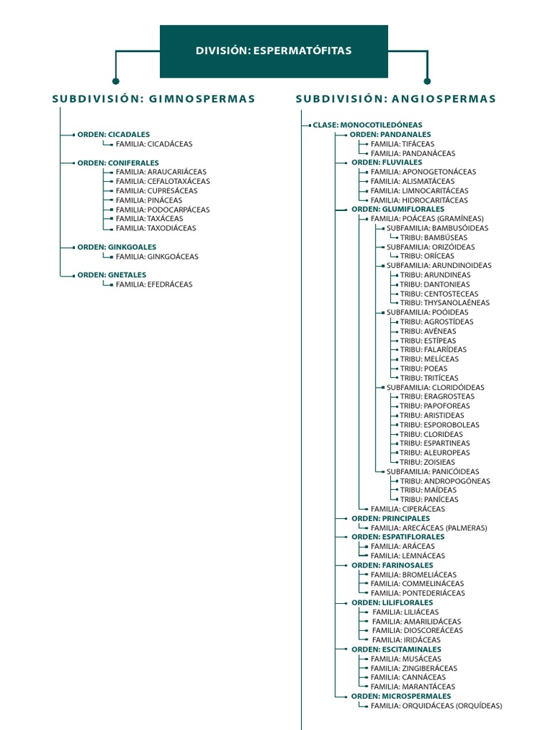 Clasificación taxonómica de las espermatófitas | PDF | Taxa | Organismos