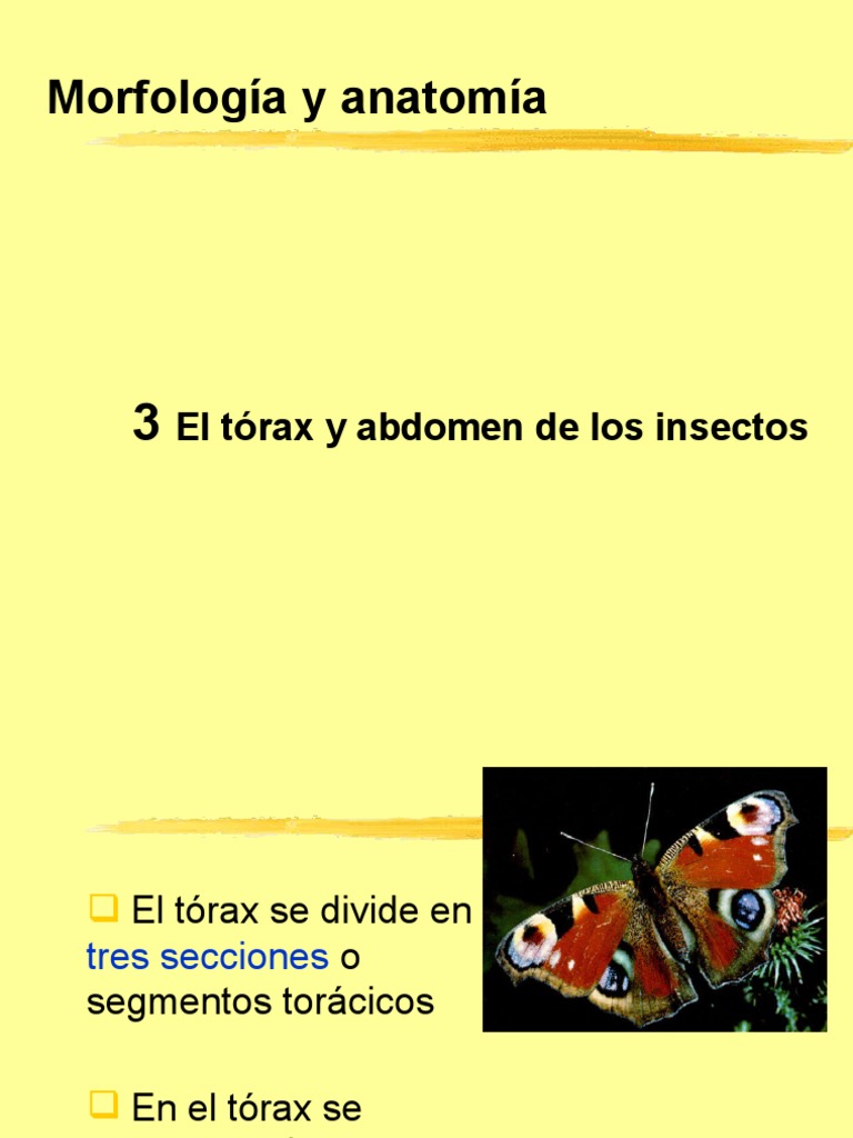 Anatomía del Tórax y Abdomen de Insectos | PDF | Tórax | Insectos