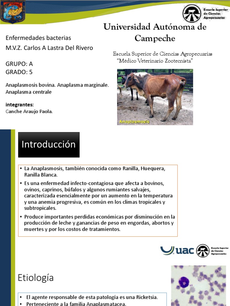 Anaplasmosis | PDF | Anemia | Vacas