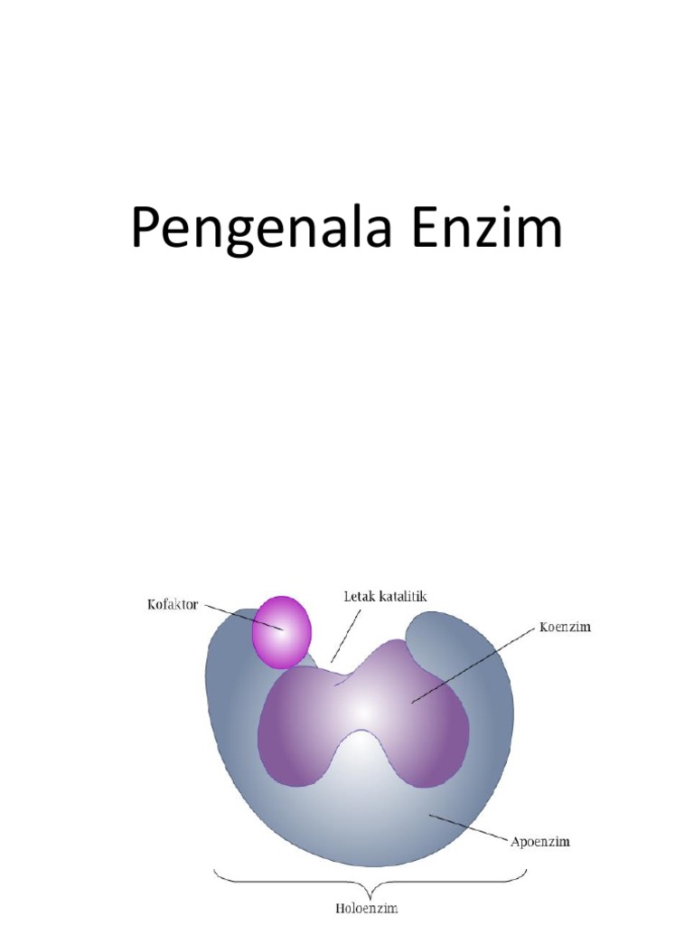 LO 4 Enzim, Ko Enzim Dan Kofaktor | PDF