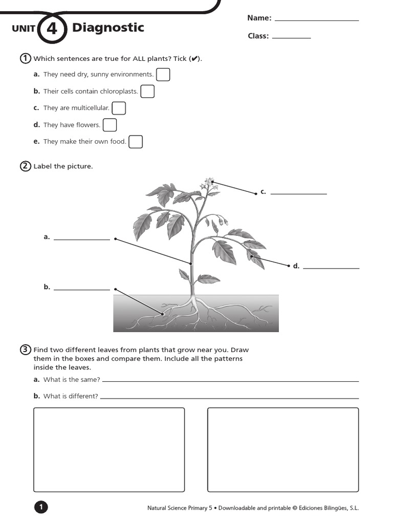 Science 3 ºprimaria Plants | PDF | Science & Mathematics