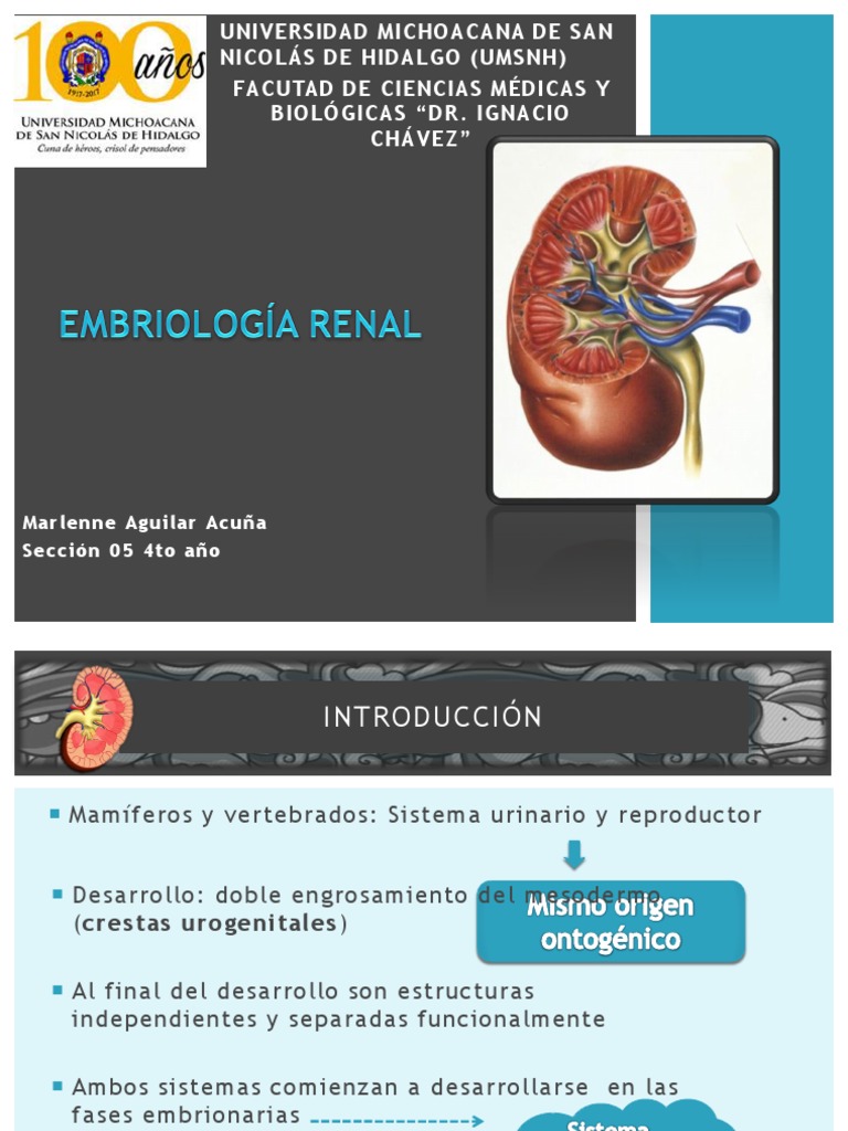 Embriologia Del Riñon | Riñón | Sistema urinario