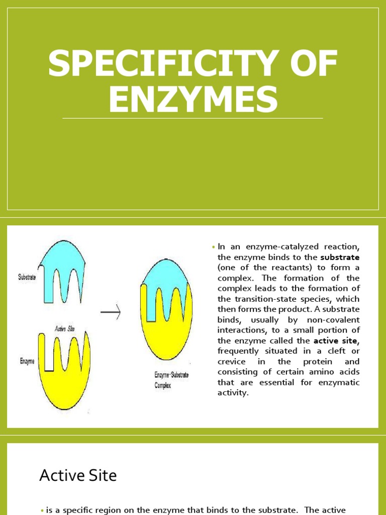 Enzyme Specificity and Active Sites | PDF | Active Site | Enzyme
