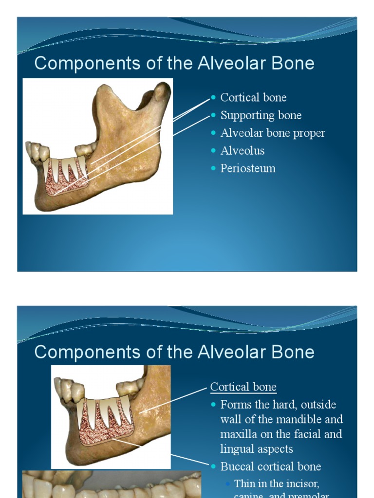 Alveolar Process Of Maxilla And Mandible