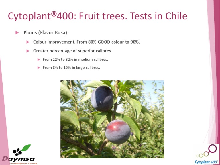 Cytoplant-400 ING Resultados Vineyard | PDF