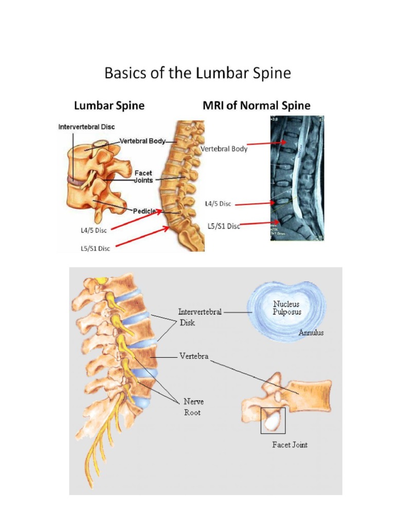 Anatomi Vertebra Lumbal | PDF
