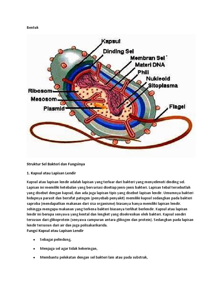 Bentuk-Bentuk Bakteri | PDF