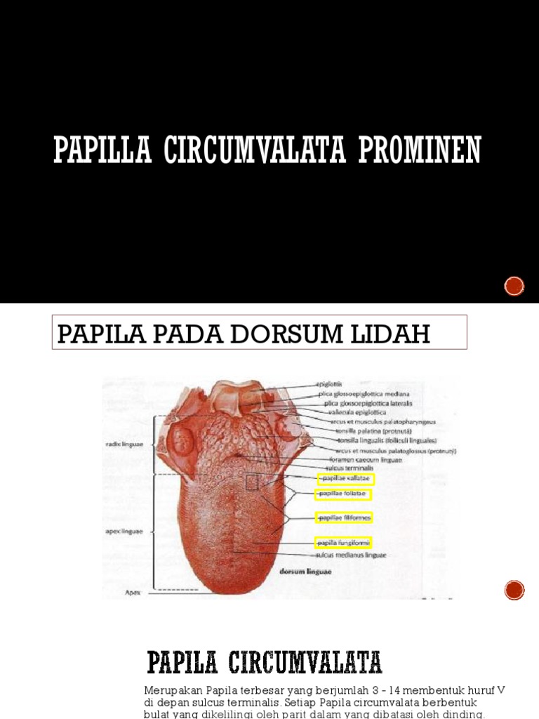 Papila Circumvallata Prominen pada Lidah | PDF