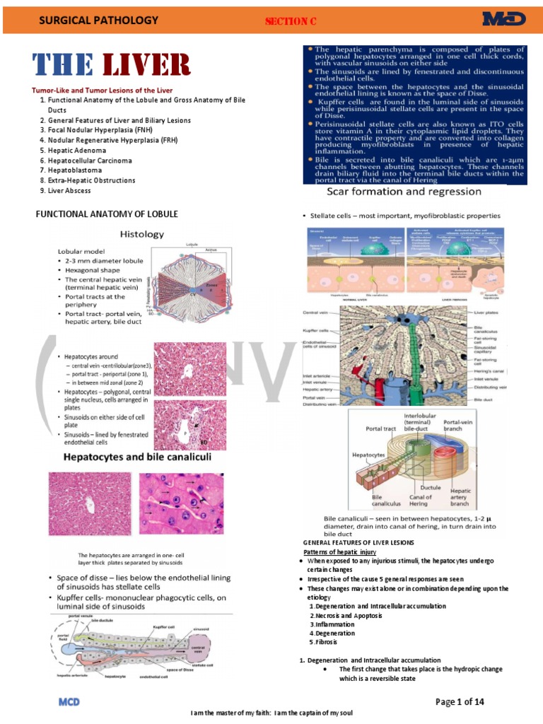 Liver Tumors and Pathology Overview | PDF | Gallbladder | Liver